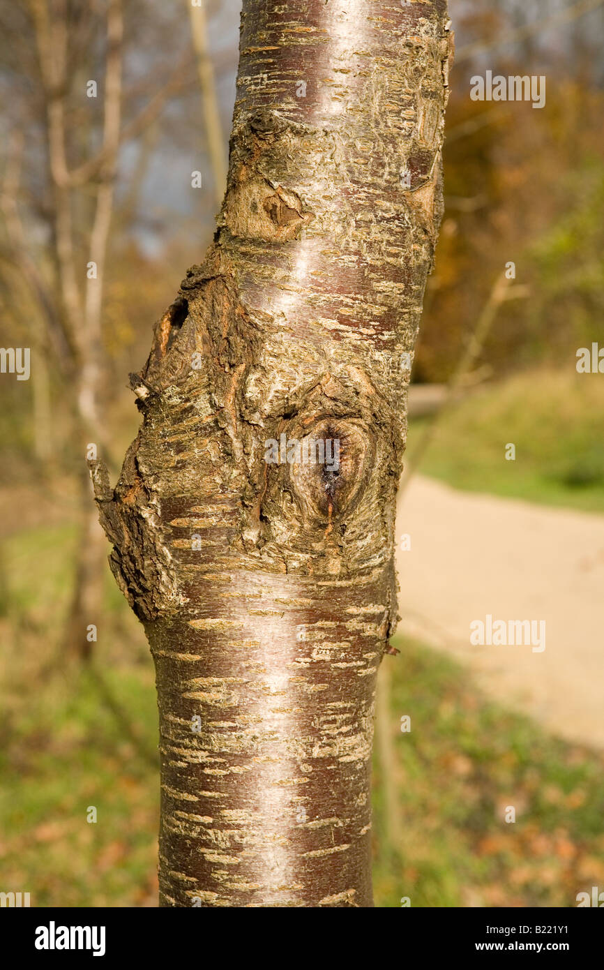 close up of the trunk of a silver birch tree Stock Photo - Alamy