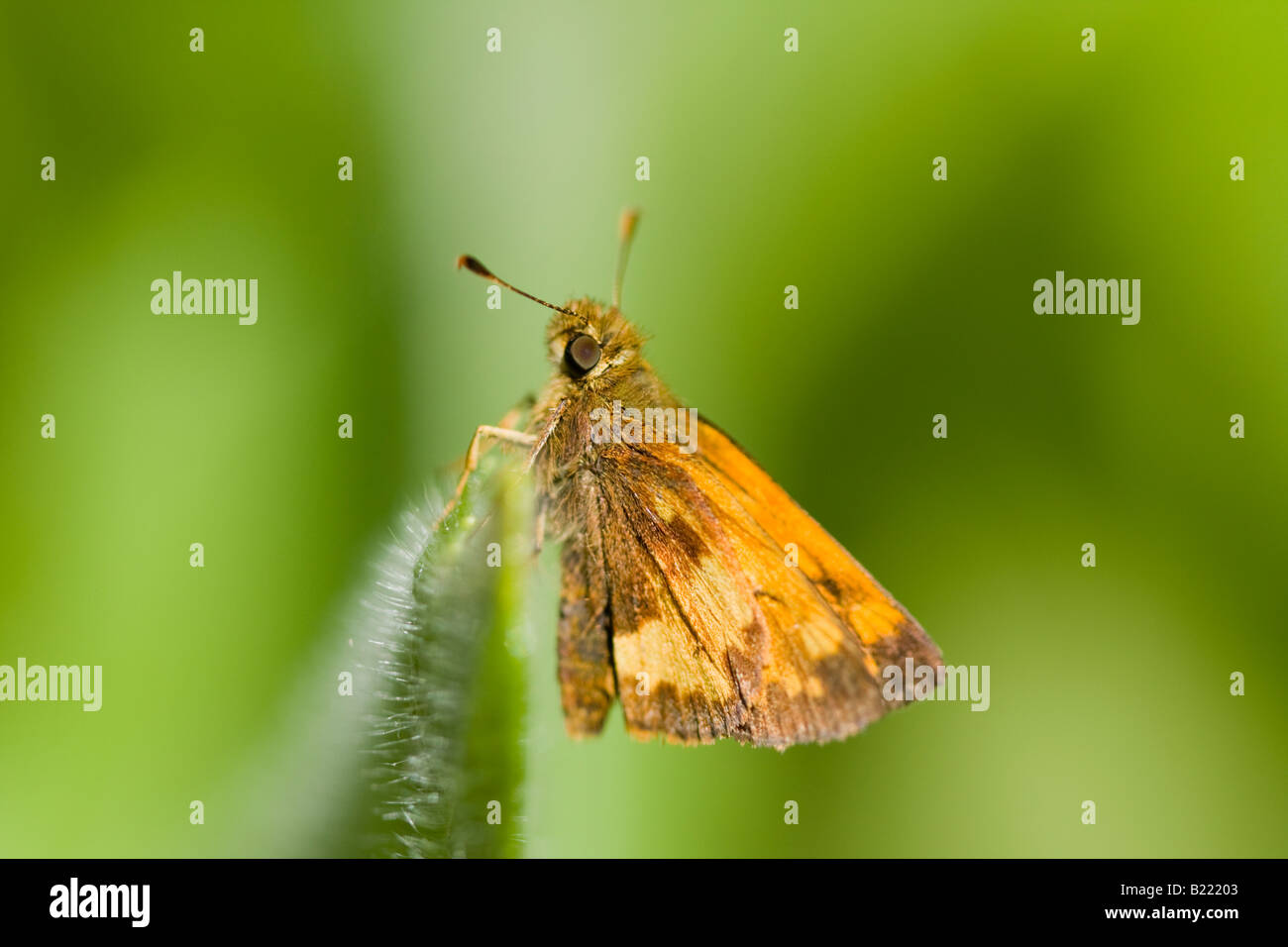 Skipper butterfly hi-res stock photography and images - Alamy