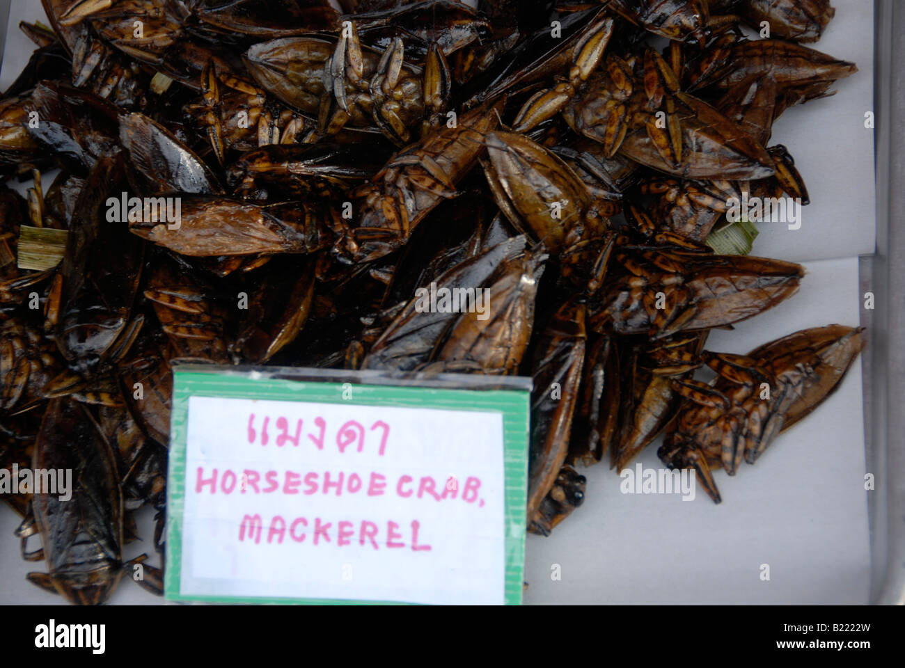 Fried cockroaches for sale, Chiang Mai walking market, Thailand Stock ...