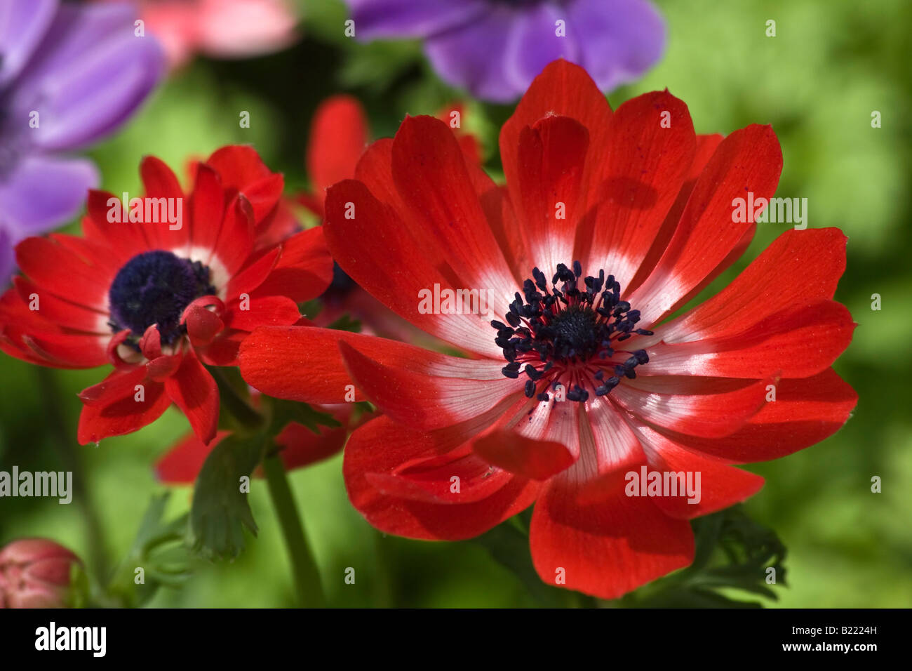 Anemone Coronaria Scarlet Poppy Anemones red wild flowers overhead from above images pictures ...