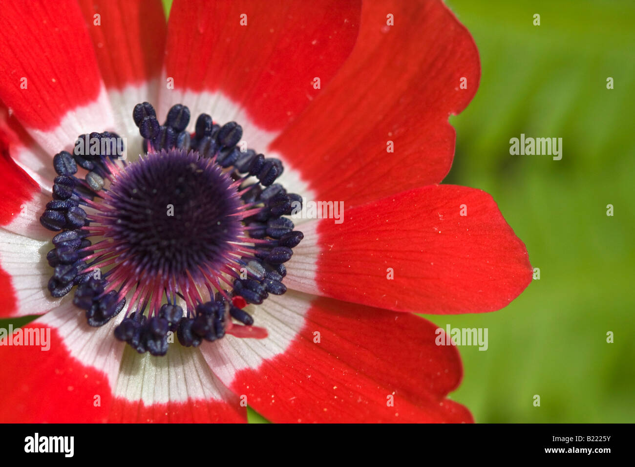 red Anemone coronaria forestal flower flora close up hi-res Stock Photo ...