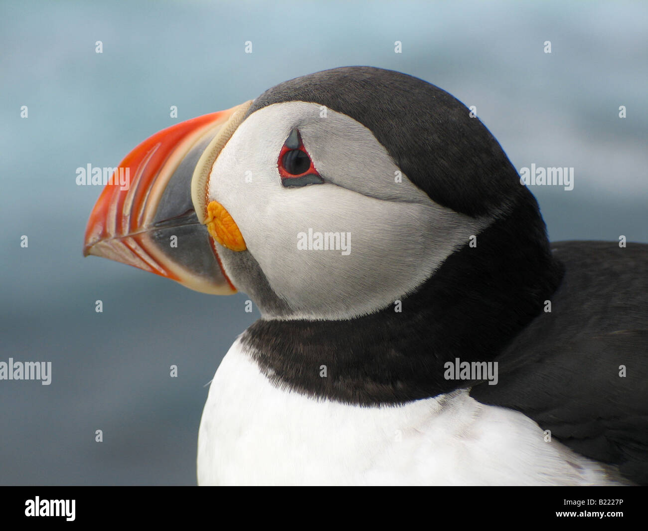 Puffin beak pattern hi-res stock photography and images - Alamy
