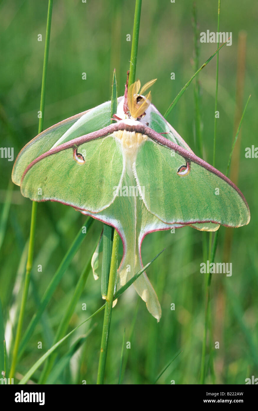 Luna moths mating Stock Photo - Alamy