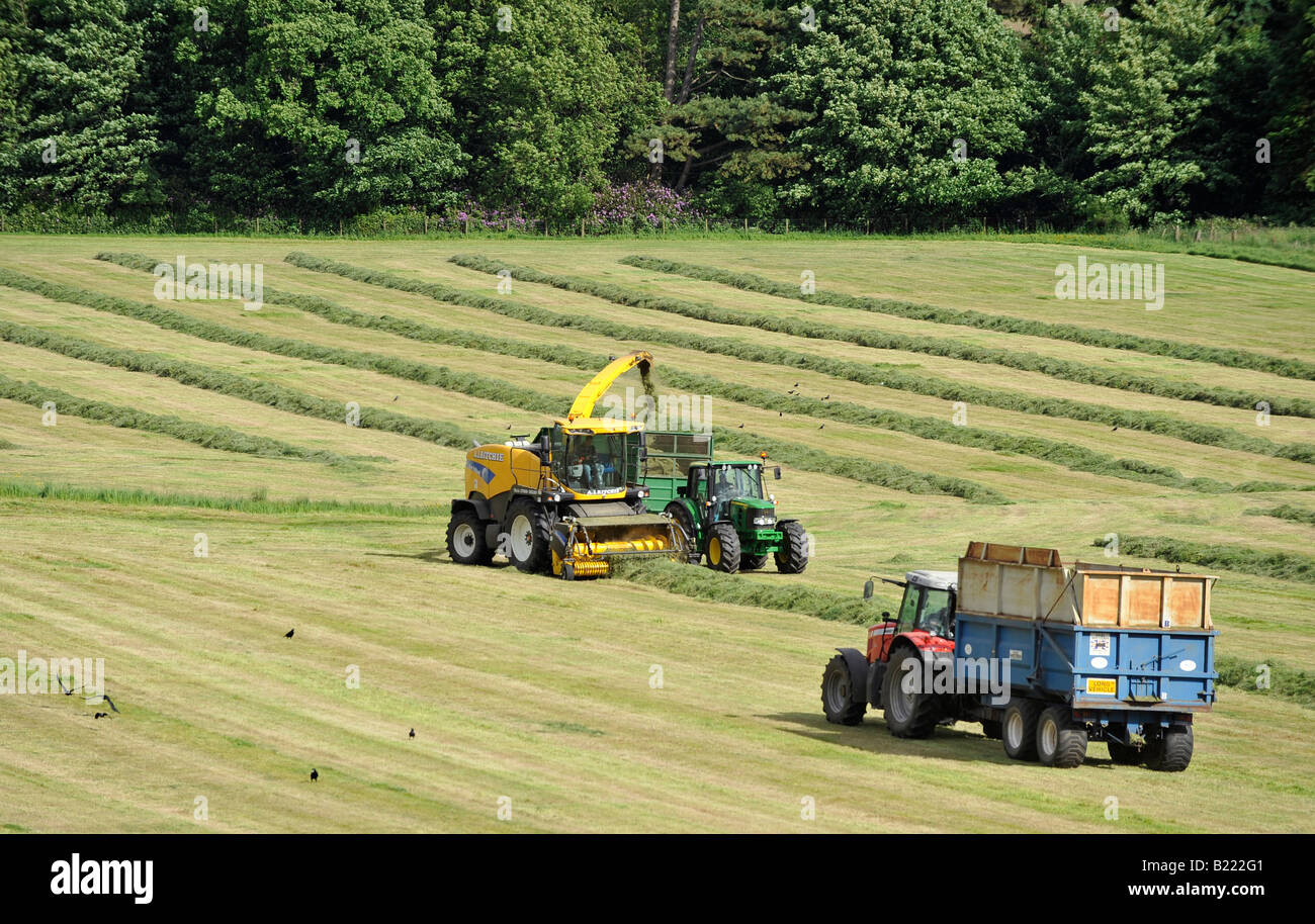 A self propelled New Holland forage harvester collects cut silage and ...