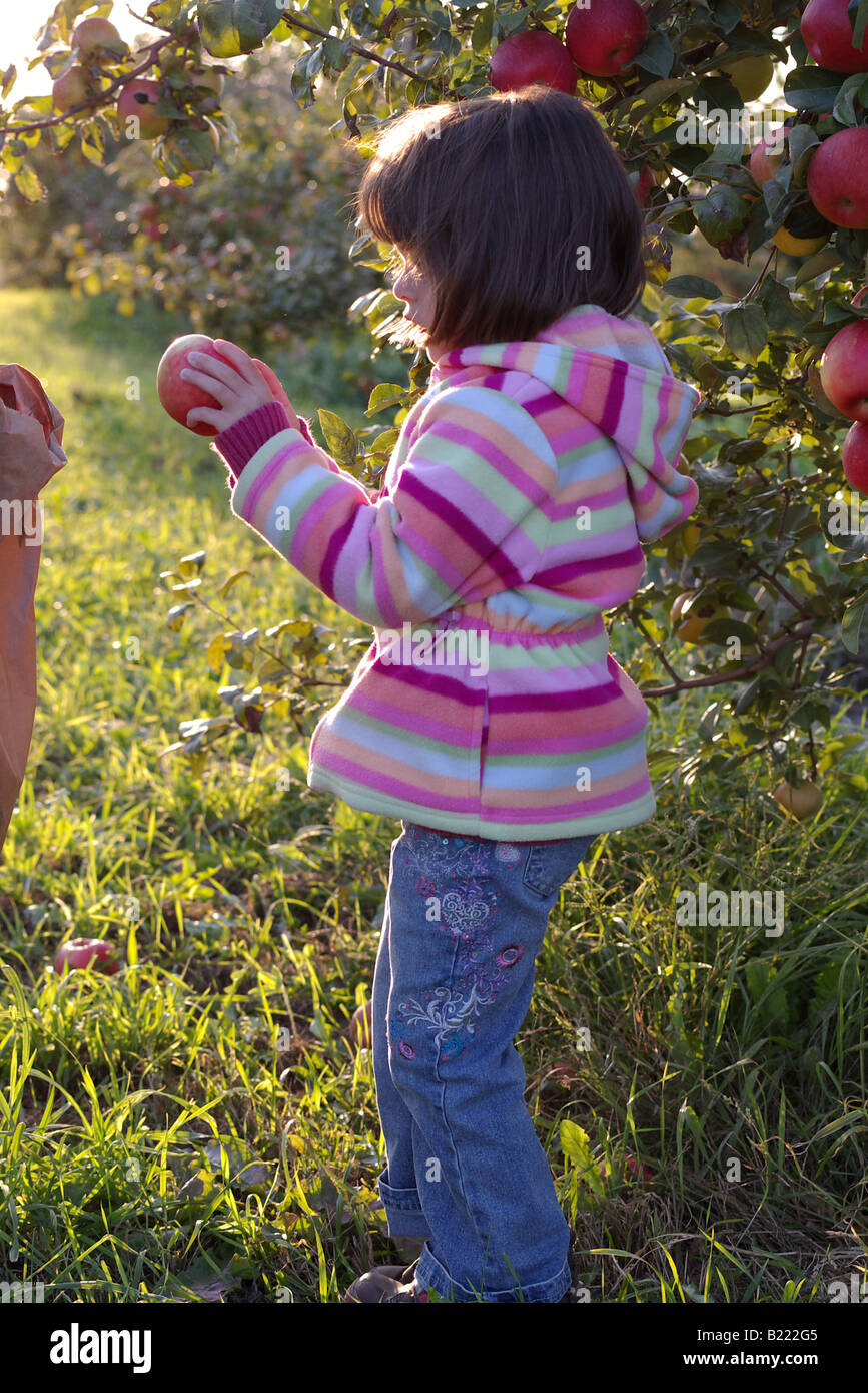 Girl placing fresh picked apple in brown bag at the orchard Stock Photo ...