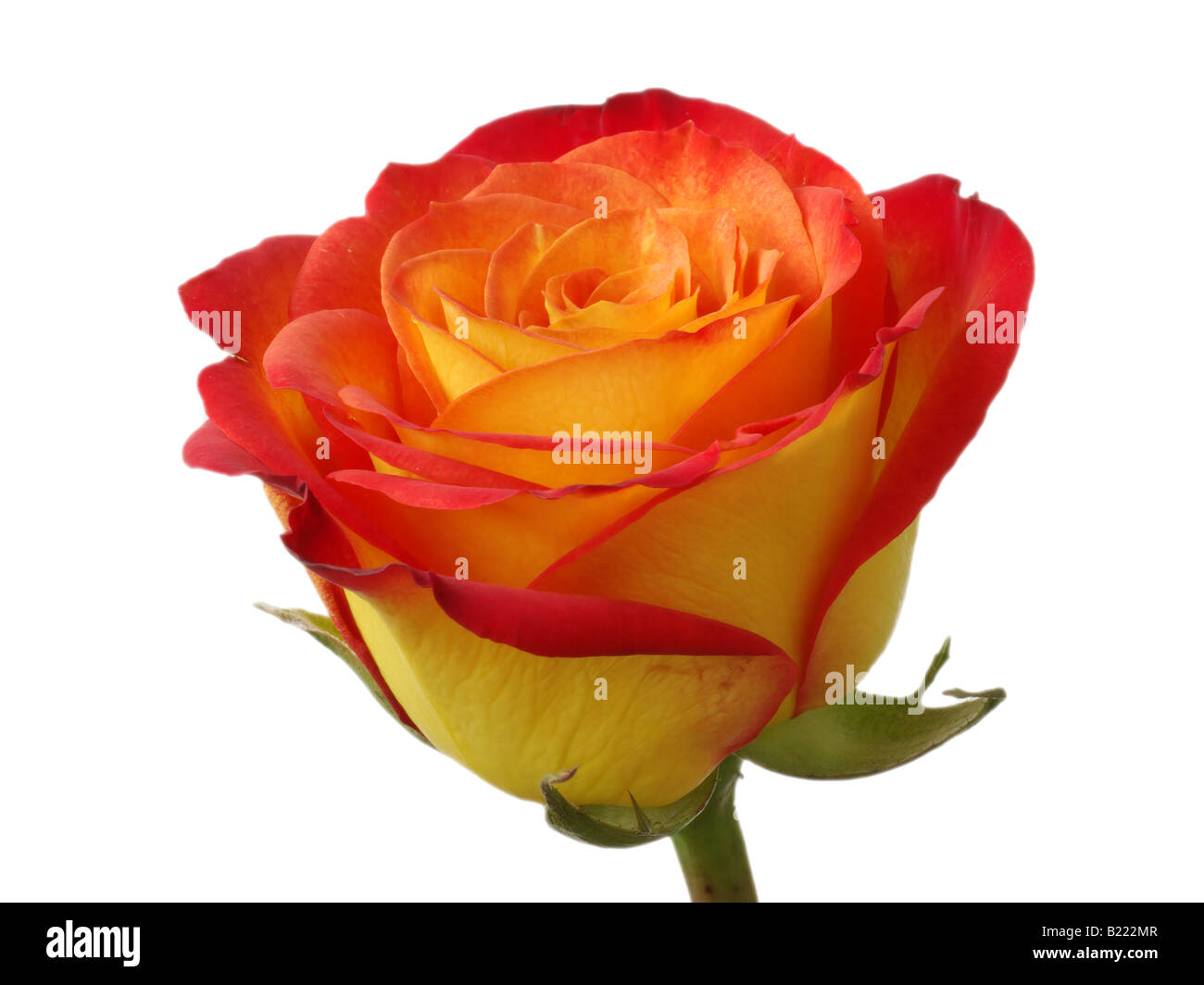 Red and yellow rose isolated on white Stock Photo - Alamy
