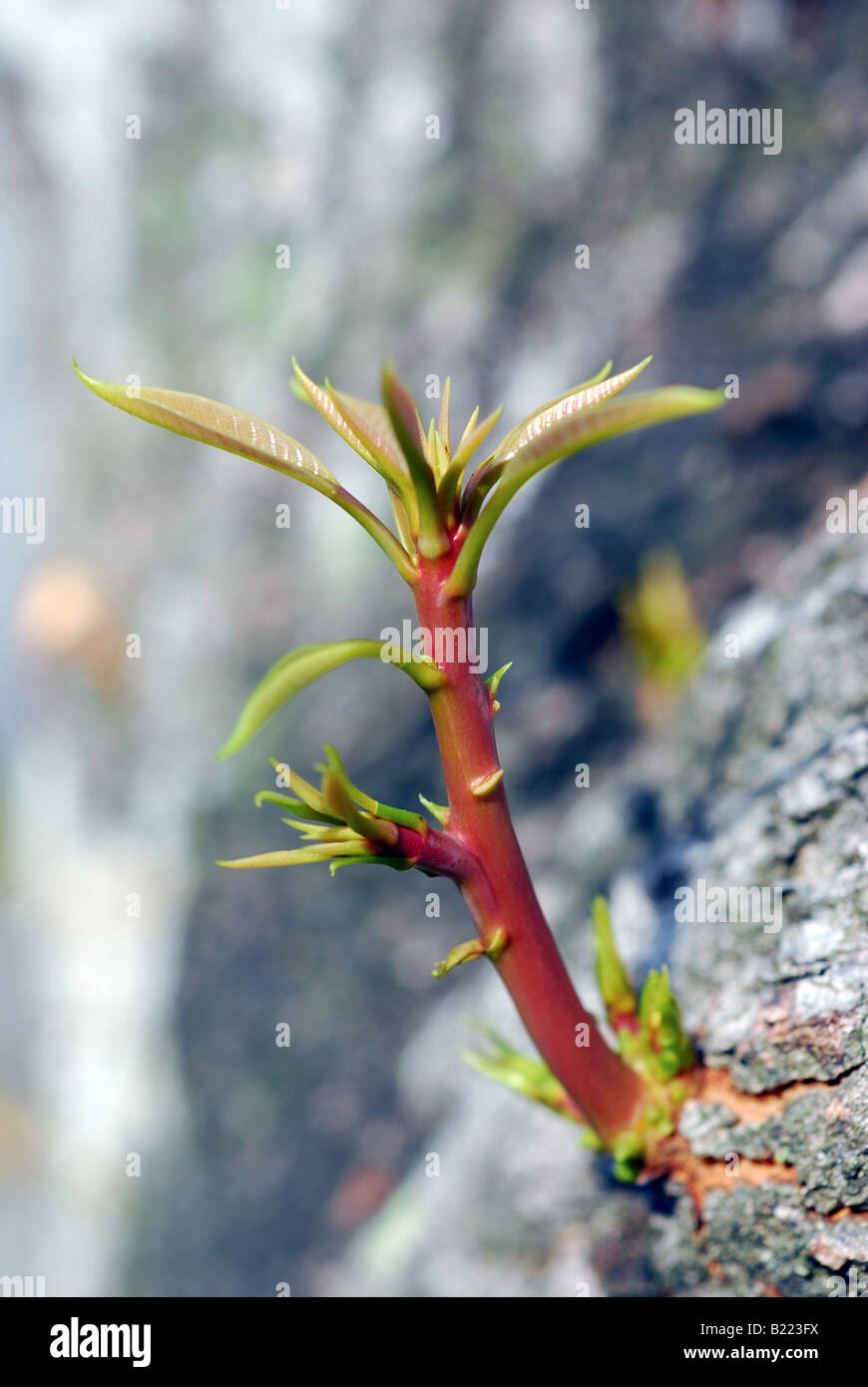 Young sapling on a tree trunk Stock Photo - Alamy