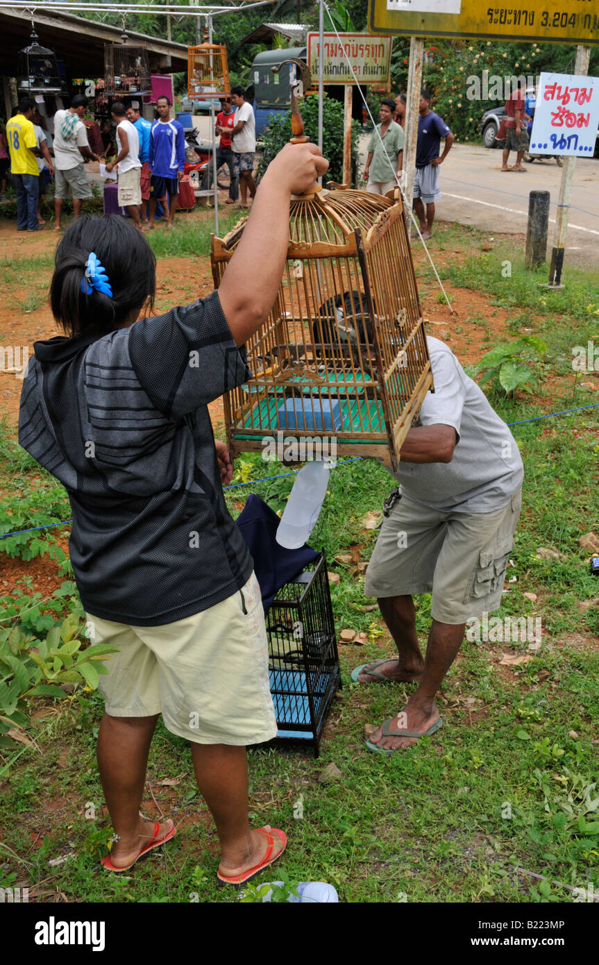 bird whistling contest,Caged Bulbul songbirds , kuanmaidum village ...