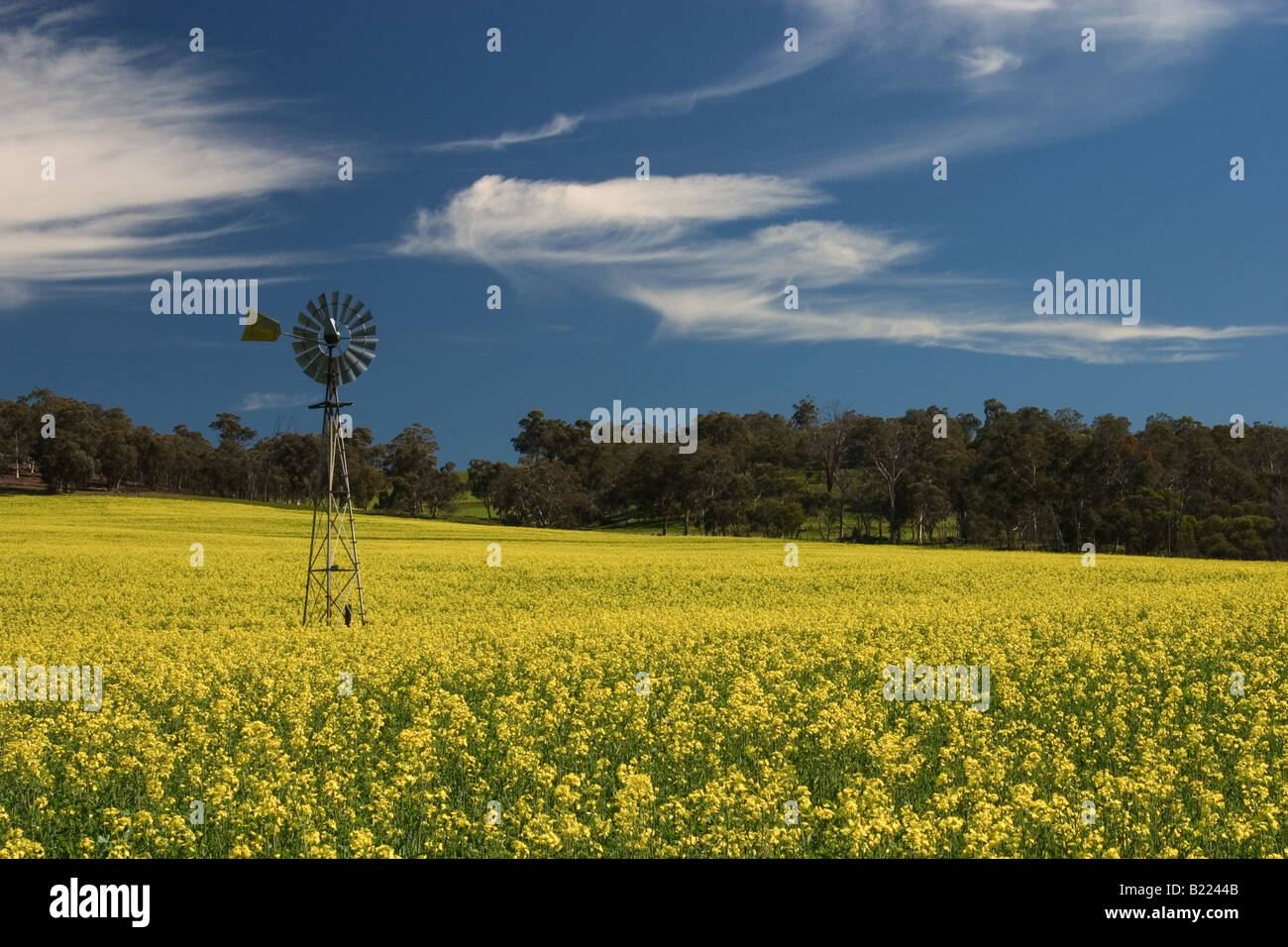 Canola paddock with windmill Stock Photo - Alamy