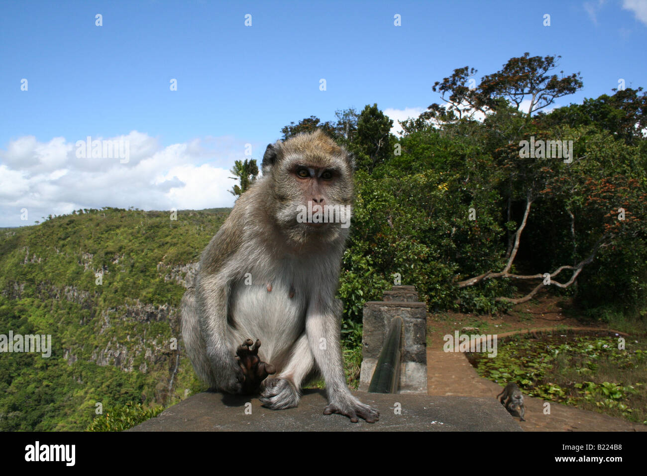 A macaque monkey in Mauritius Stock Photo - Alamy