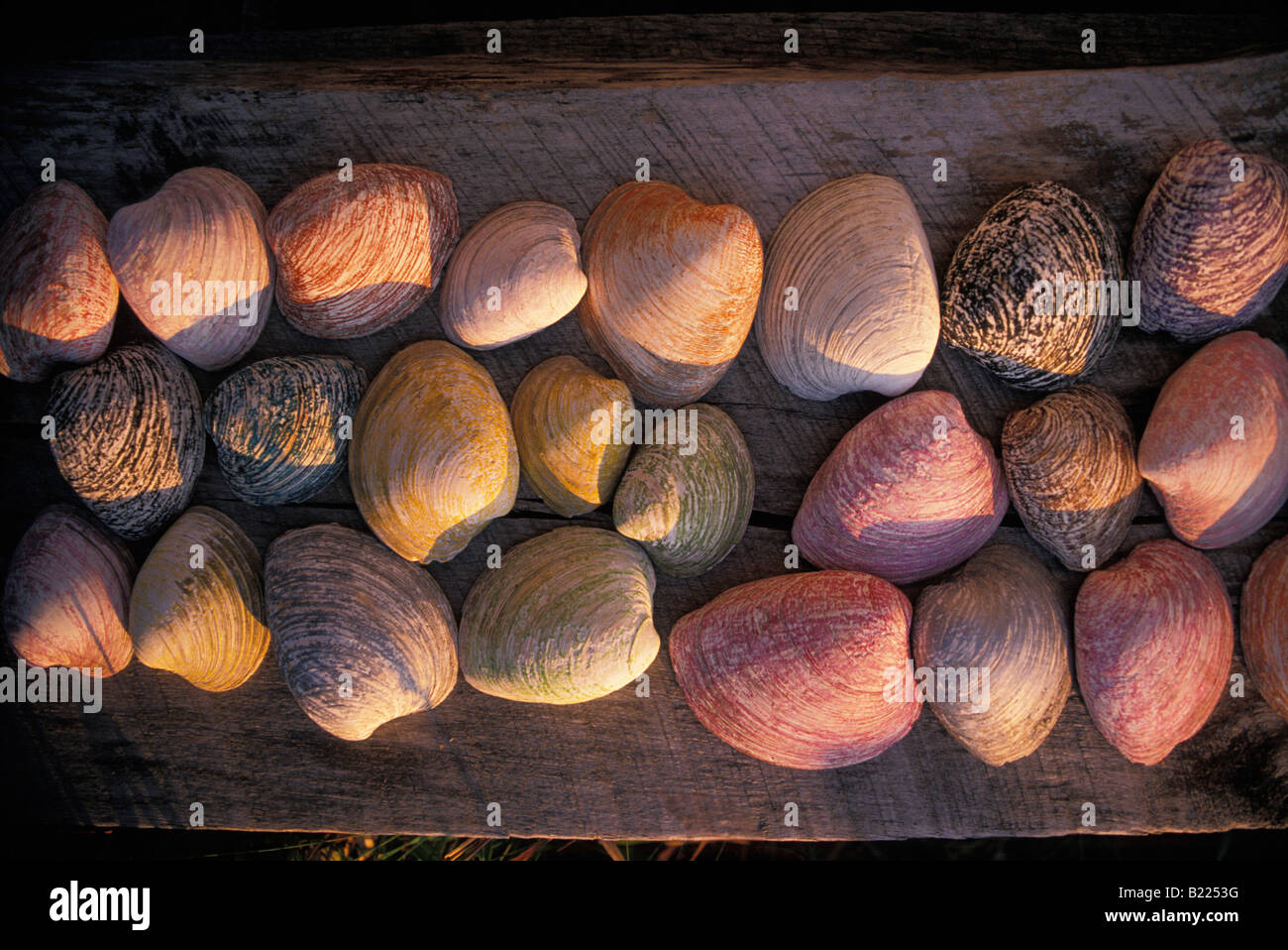Colored Shells, top down, Tisbury, MA Stock Photo - Alamy