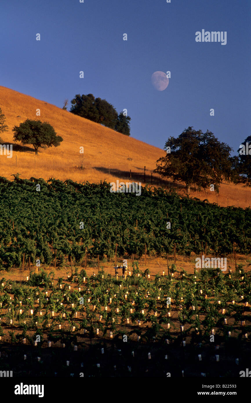 California golden hills hillside summer hi-res stock photography and ...