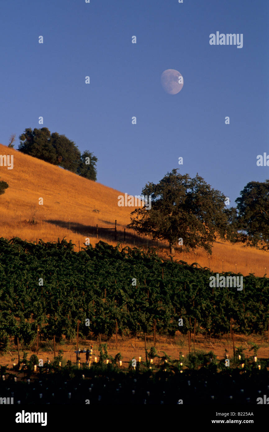 California golden hills hillside summer hi-res stock photography and ...