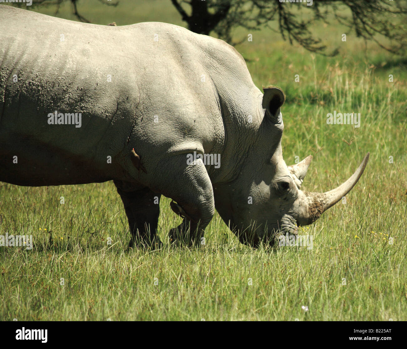 Giant rhino hi-res stock photography and images - Alamy