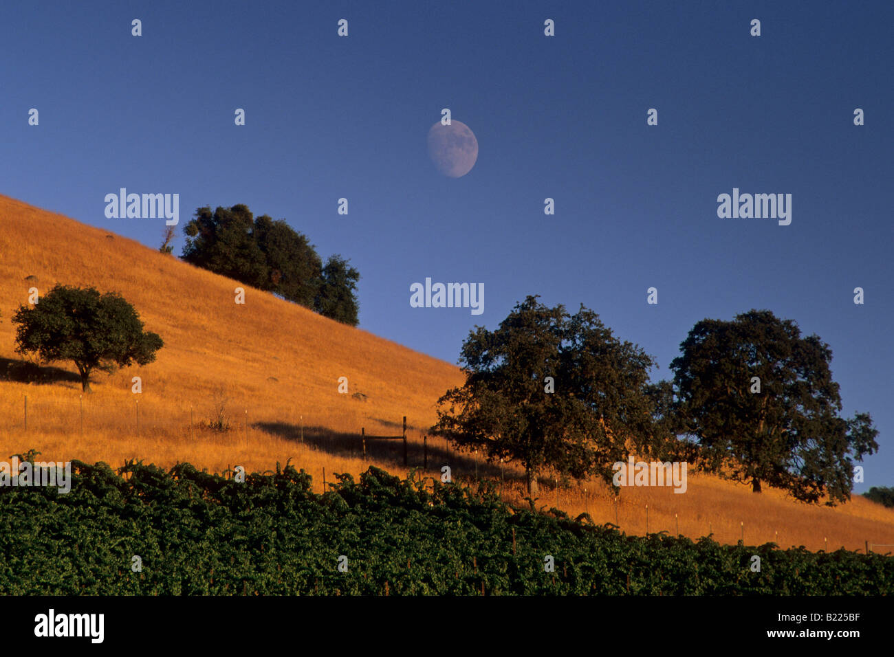 California golden hills hillside summer hi-res stock photography and ...
