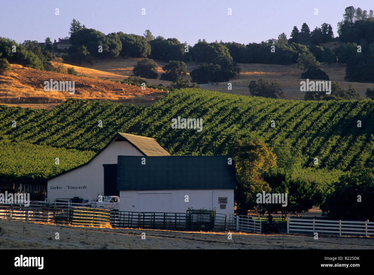 Morning light Gerber Vineyards Murphys Calaveras County California ...