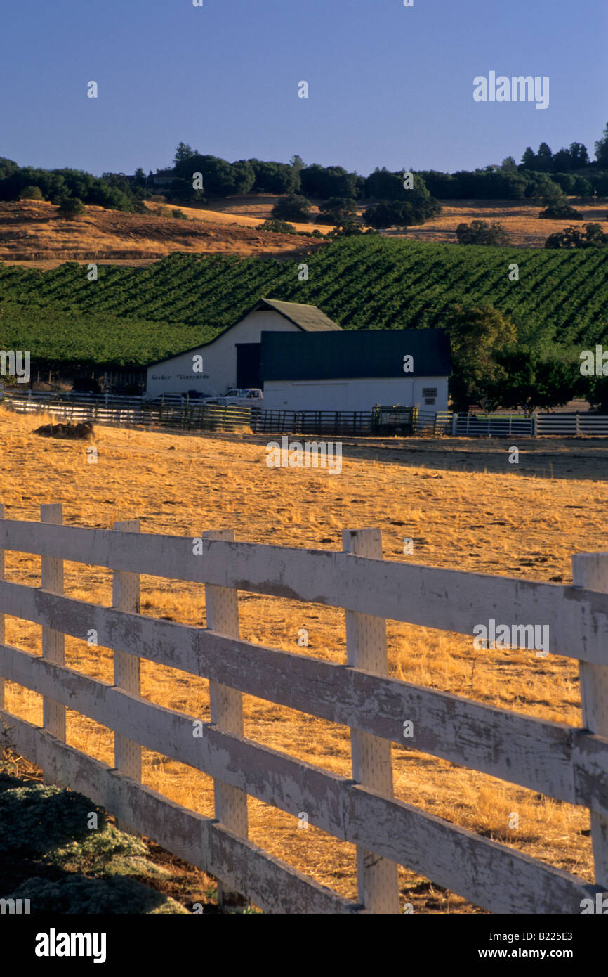 Morning light Gerber Vineyards Murphys Calaveras County California ...
