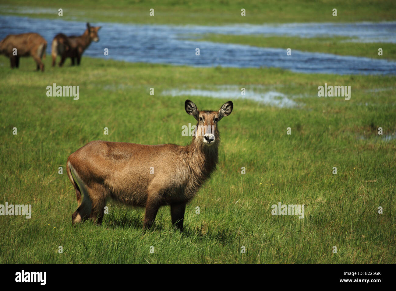 Waterbuck stood in the green grass Kenya Africa Stock Photo - Alamy