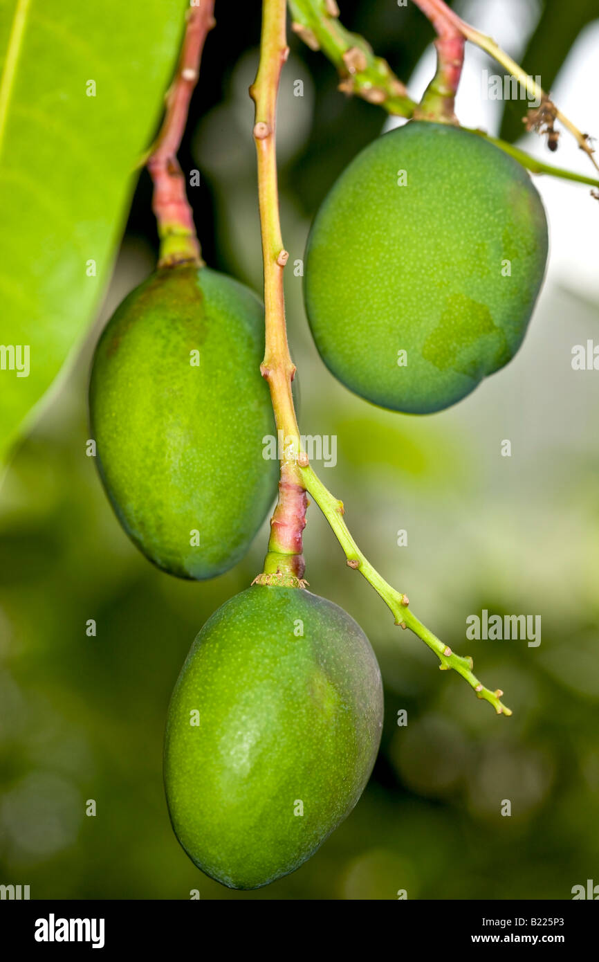 Unripe Mango