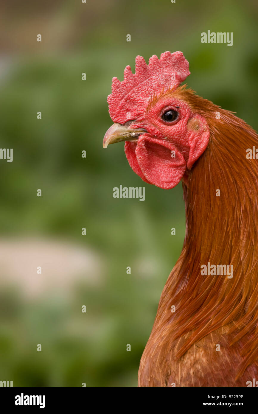 Bantam chicken in farmyard Stock Photo - Alamy