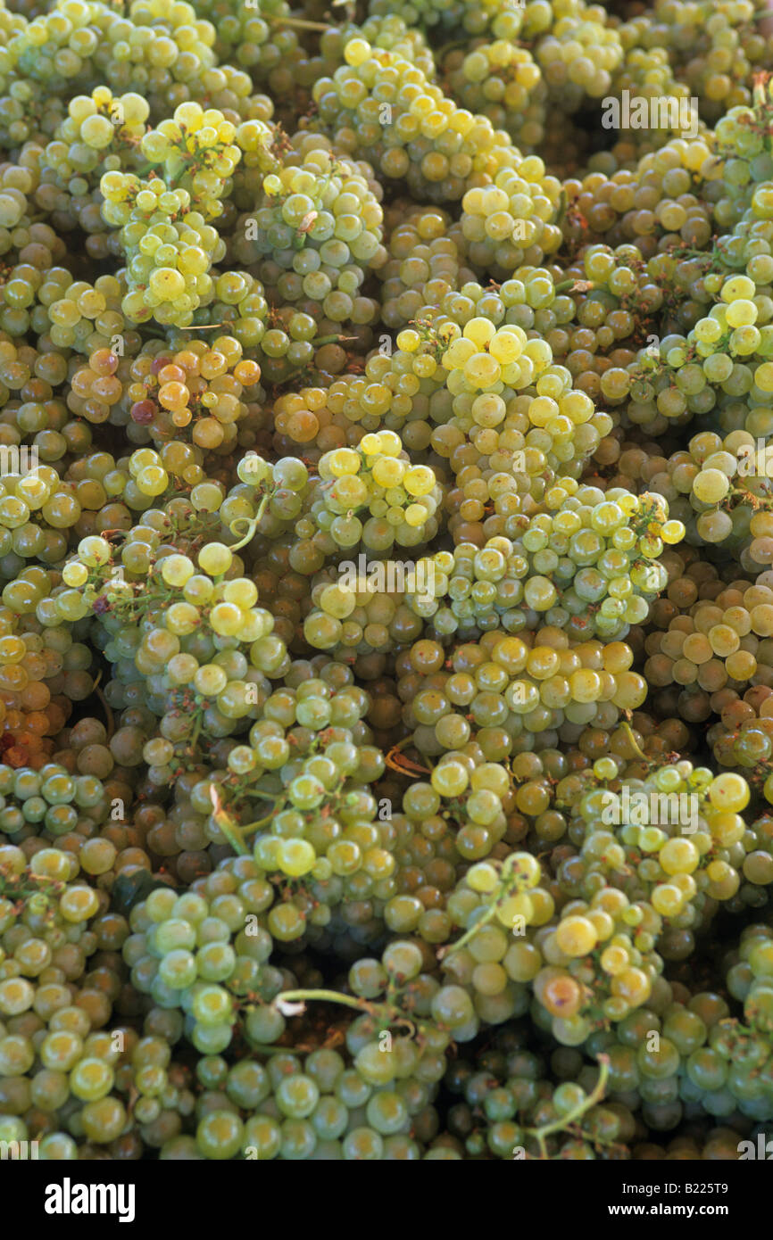 Twisted grapevines hi-res stock photography and images - Alamy