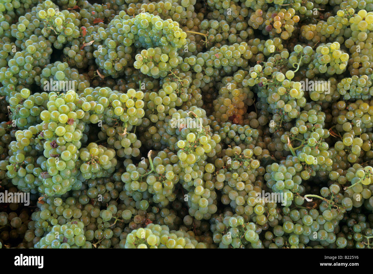 Twisted grapevines hi-res stock photography and images - Alamy