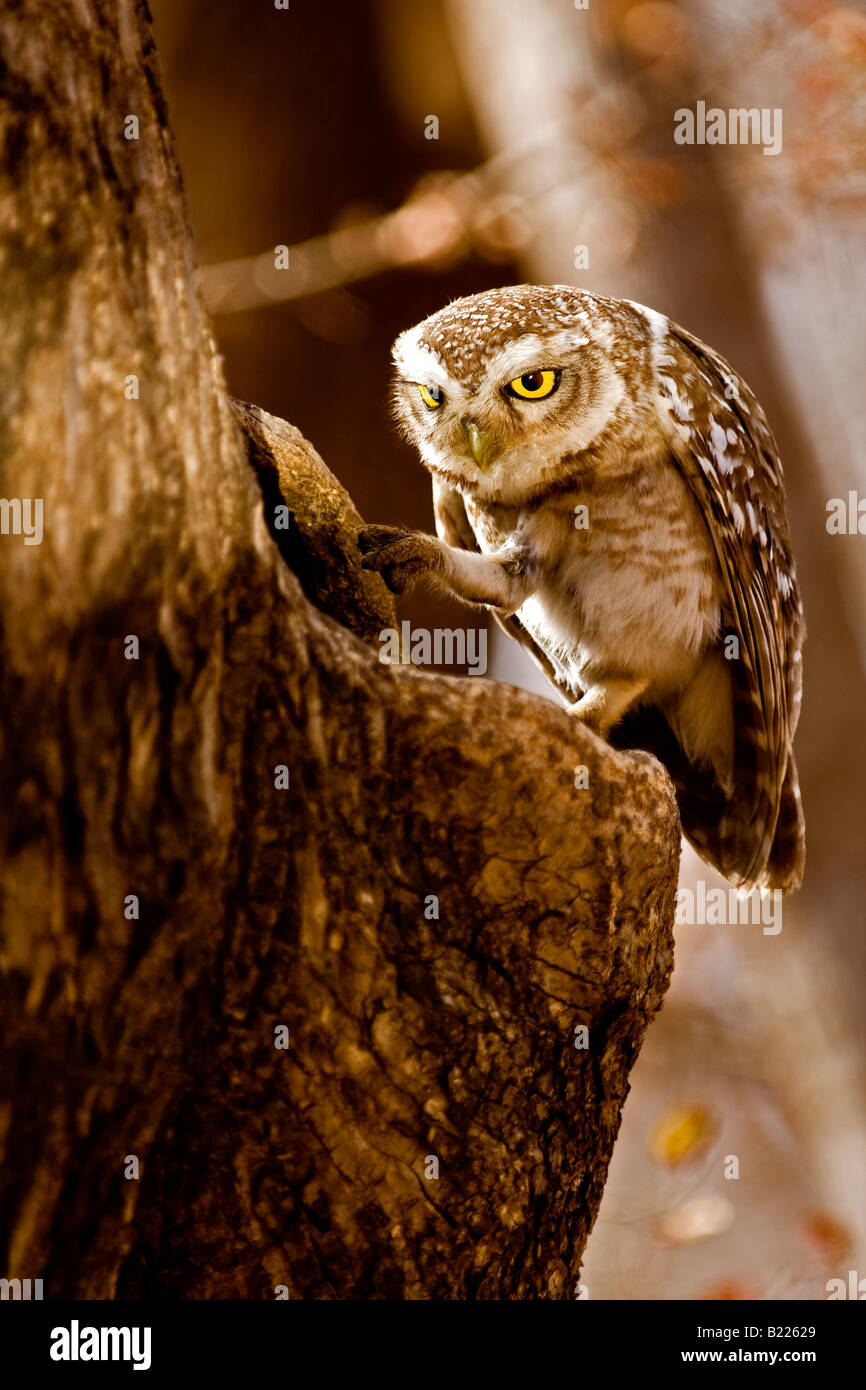 Small owl hi-res stock photography and images - Alamy