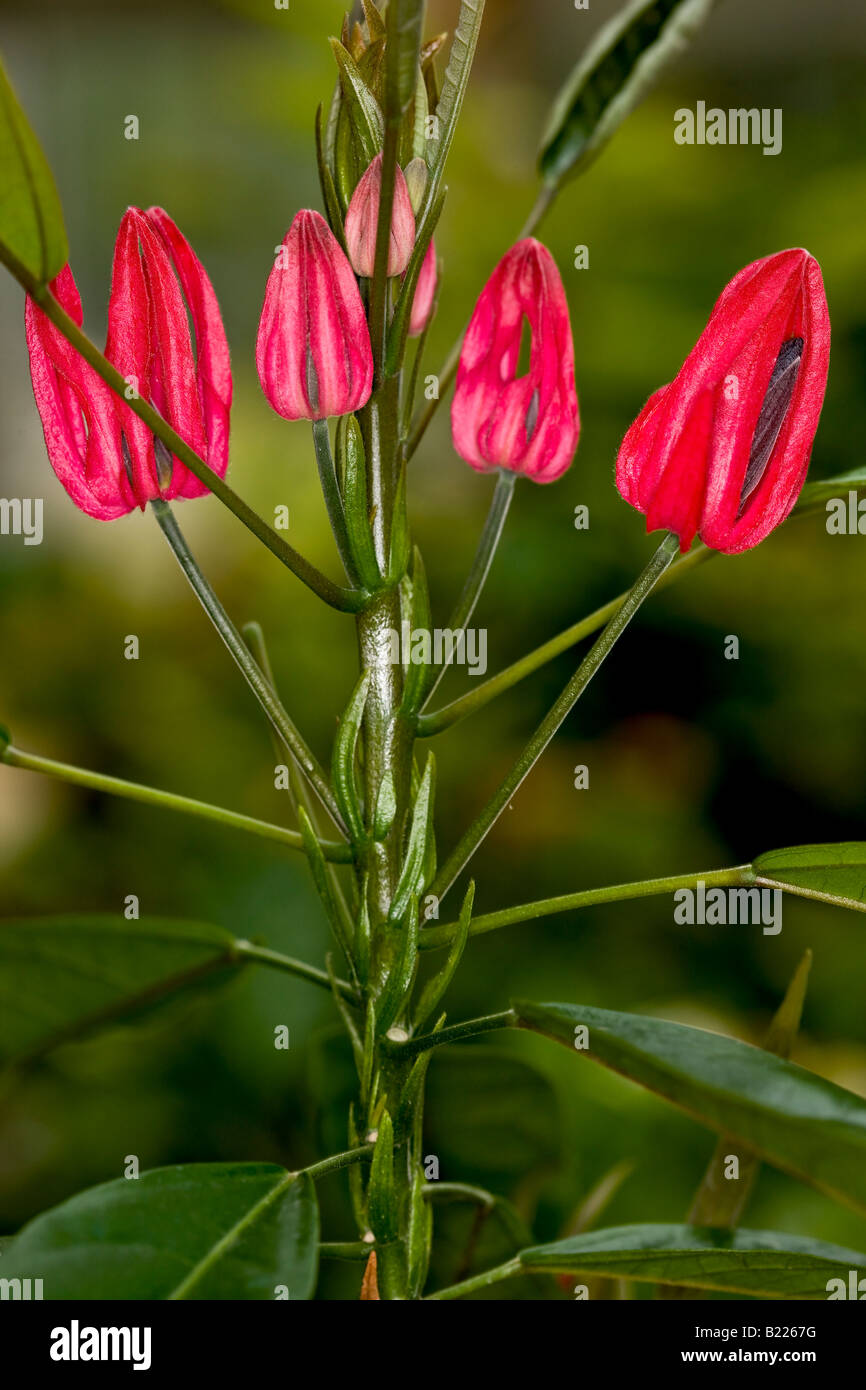 Pavonia multiflora hi-res stock photography and images - Alamy