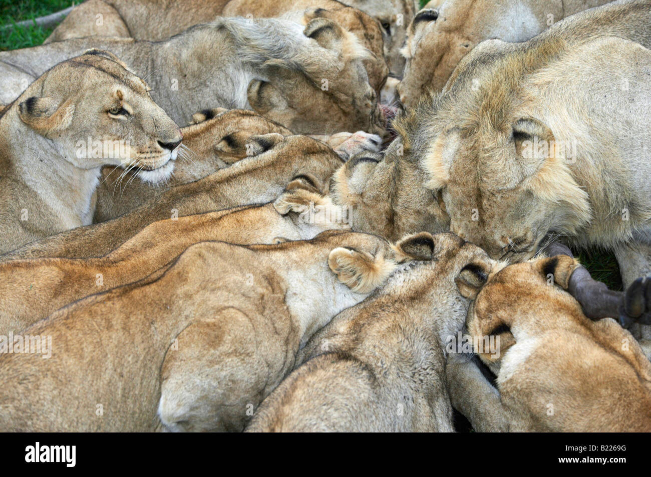 Mara leon hi-res stock photography and images - Alamy