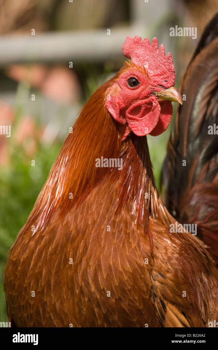 Bantam chicken in farmyard Stock Photo - Alamy