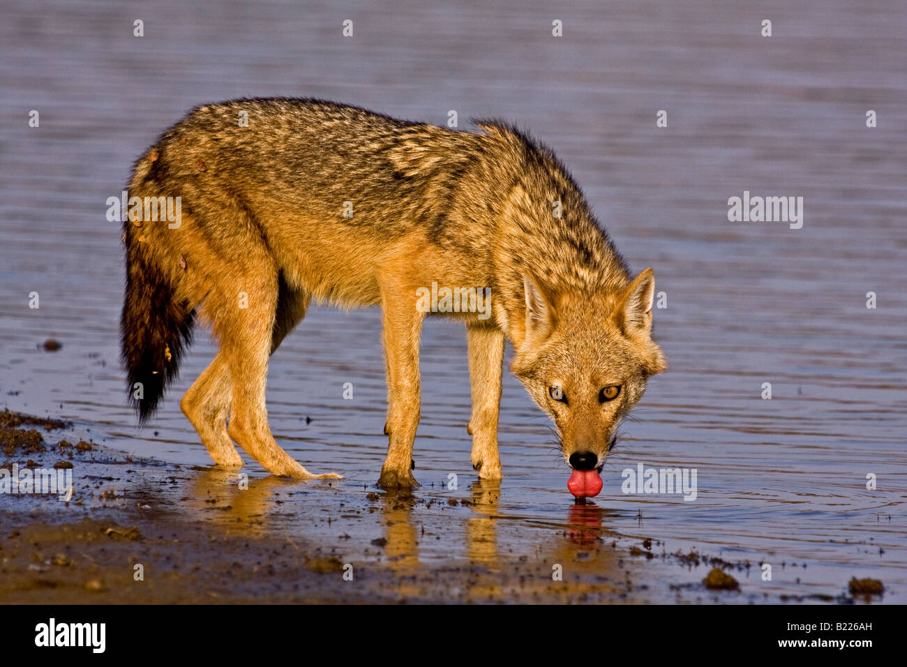 Jackal in the water hi-res stock photography and images - Alamy