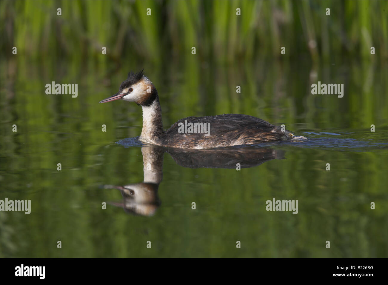 Common grebes hi-res stock photography and images - Alamy