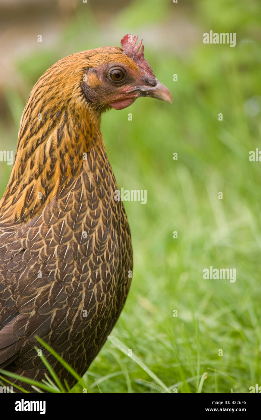 Bantam chicken in farmyard Stock Photo - Alamy