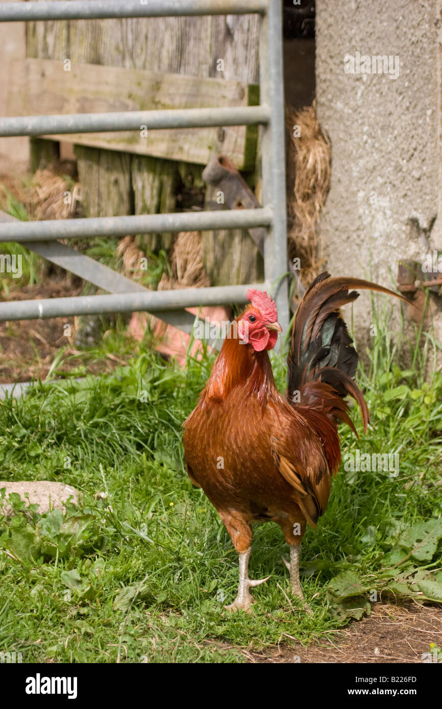 Bantam chicken in farmyard Stock Photo - Alamy