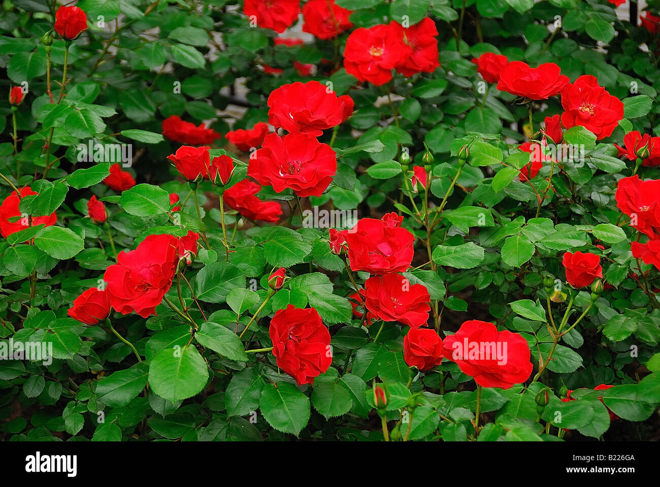 A roses bush Stock Photo - Alamy