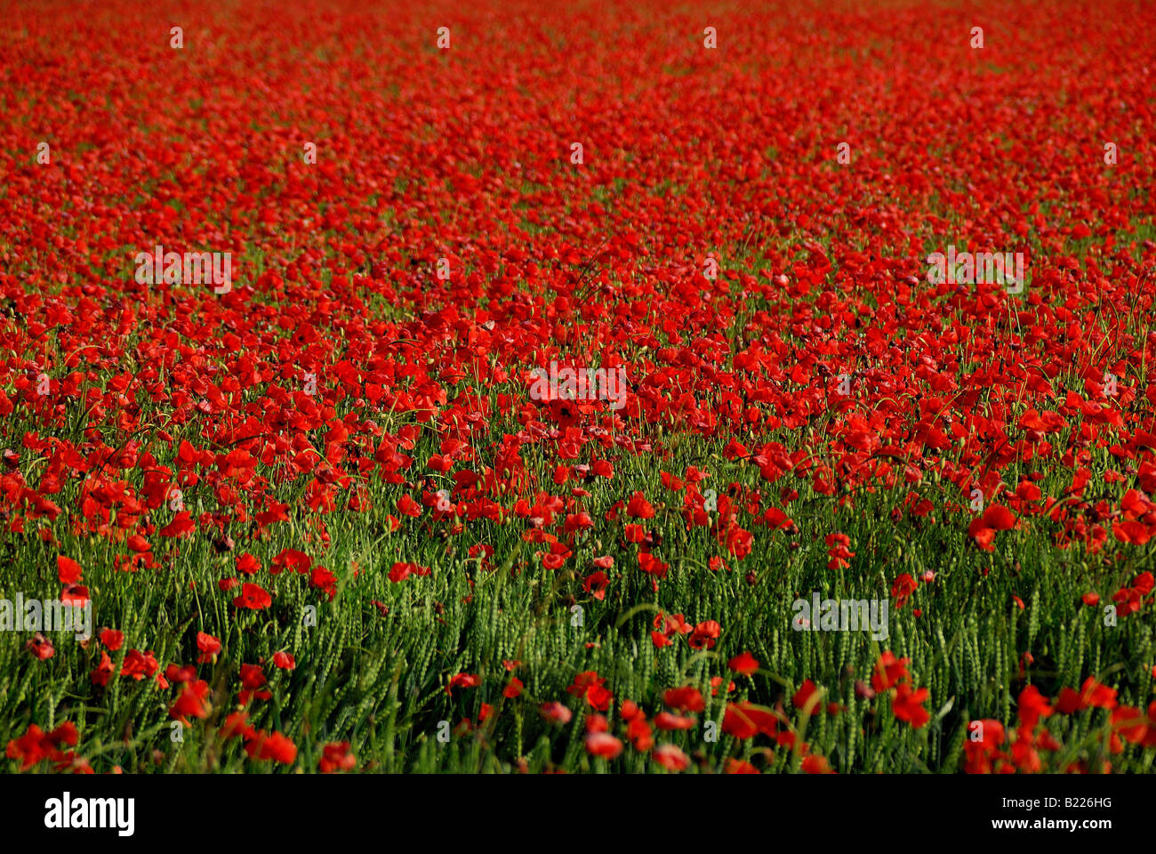 Poppies fields forever hi-res stock photography and images - Alamy