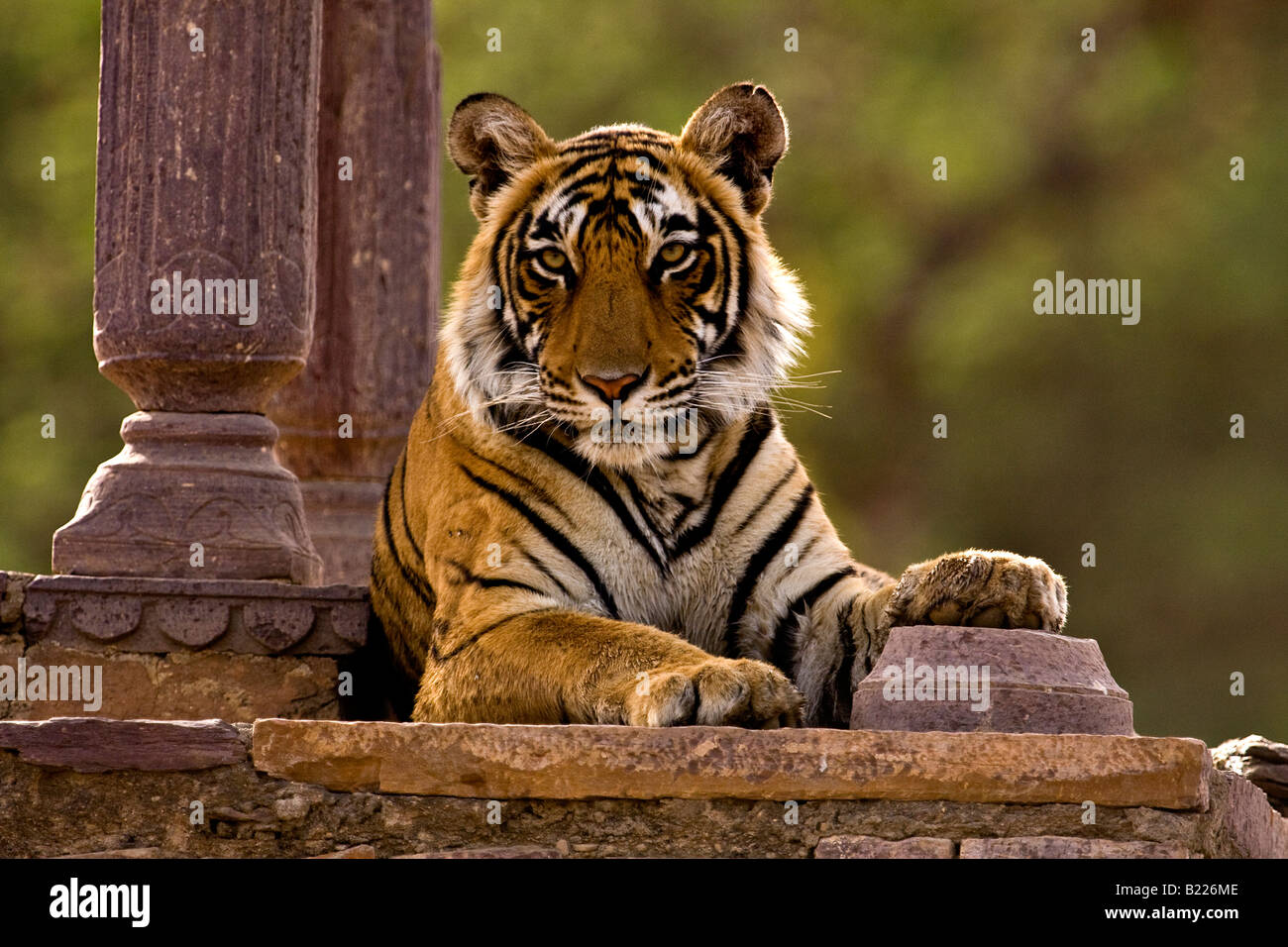 Tiger temple india hi-res stock photography and images - Alamy