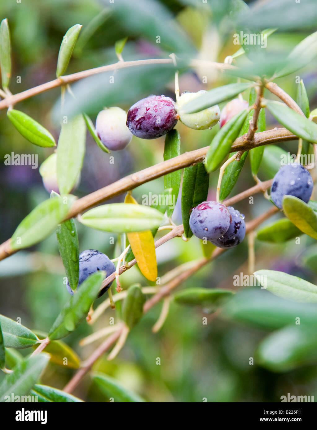Olive tree with ripe olives Lazio Italy Stock Photo - Alamy