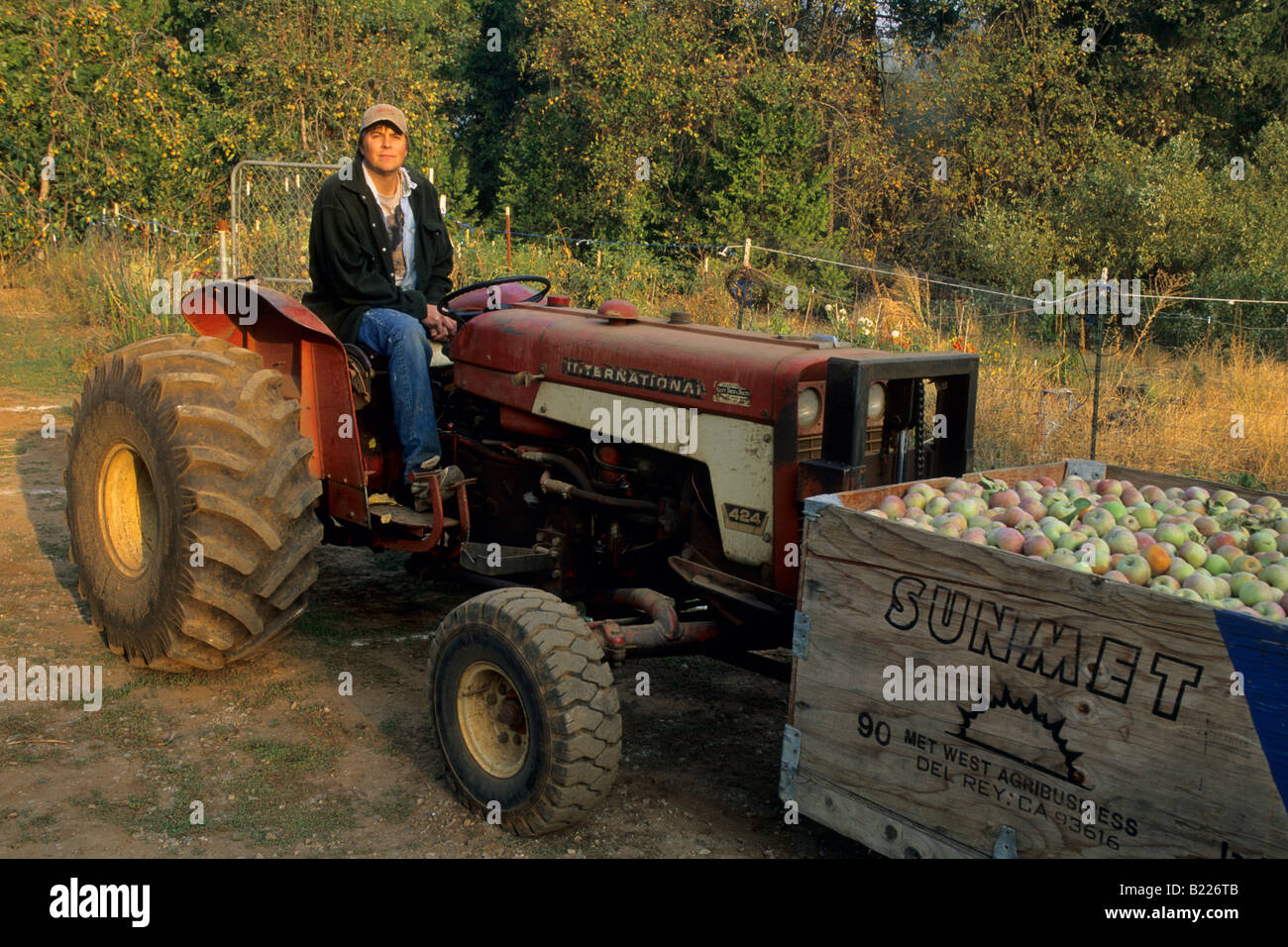 Kirk Taylor moves apples w tractor Smokey Ridge Ranch near Placerville ...