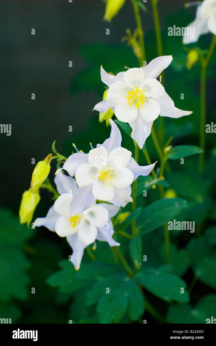 Columbine wildflowers in alpine meadow Cascade mountains Bend Oregon ...
