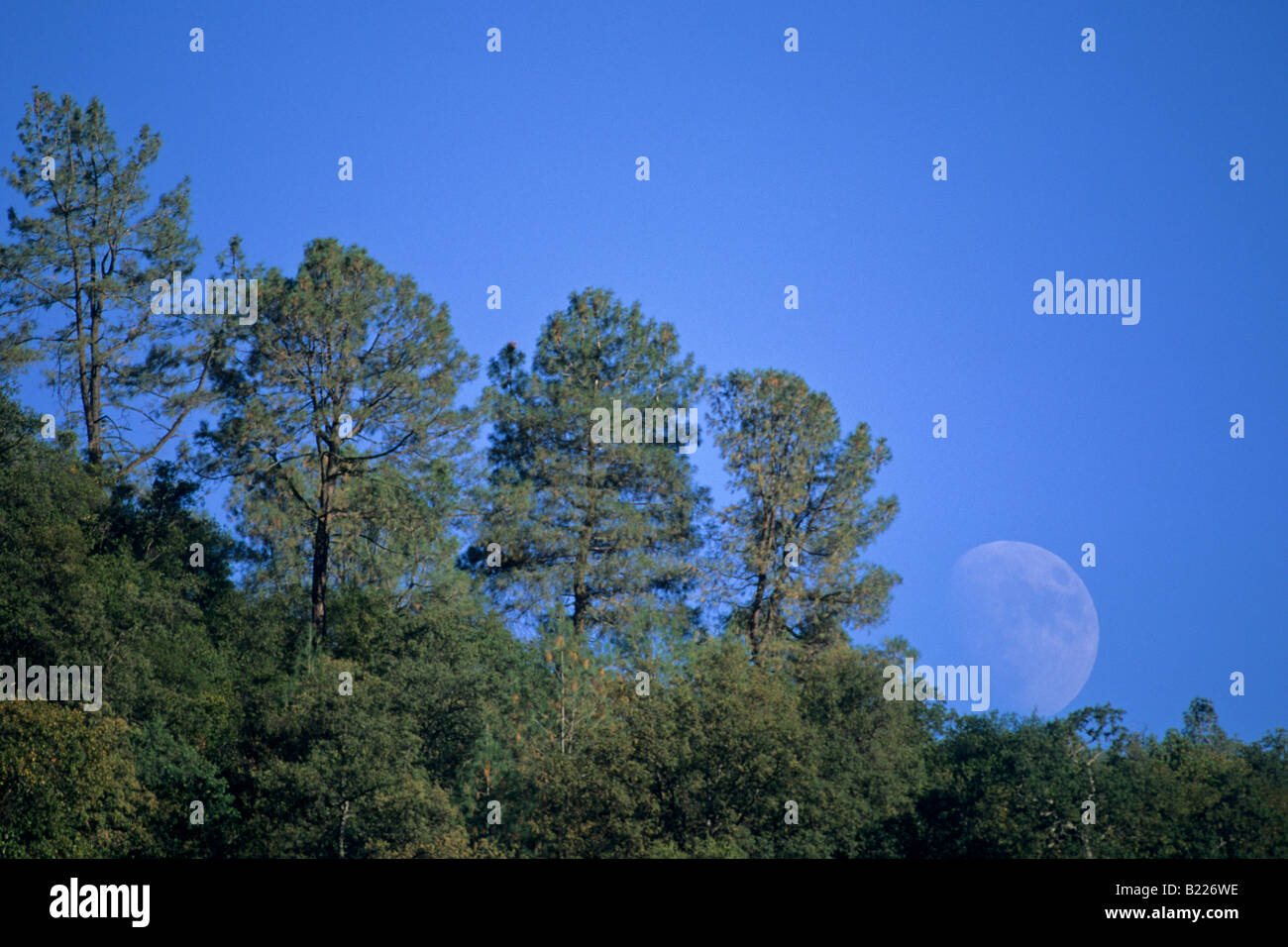 Moonrise near Mt Aukum El Dorado County California Stock Photo - Alamy