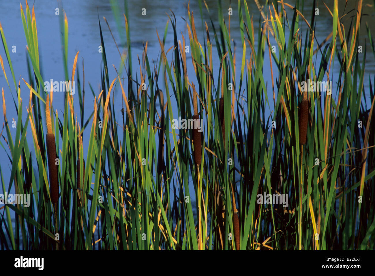 Reeds and Pond near Mt Aukum El Dorado County California Stock Photo ...