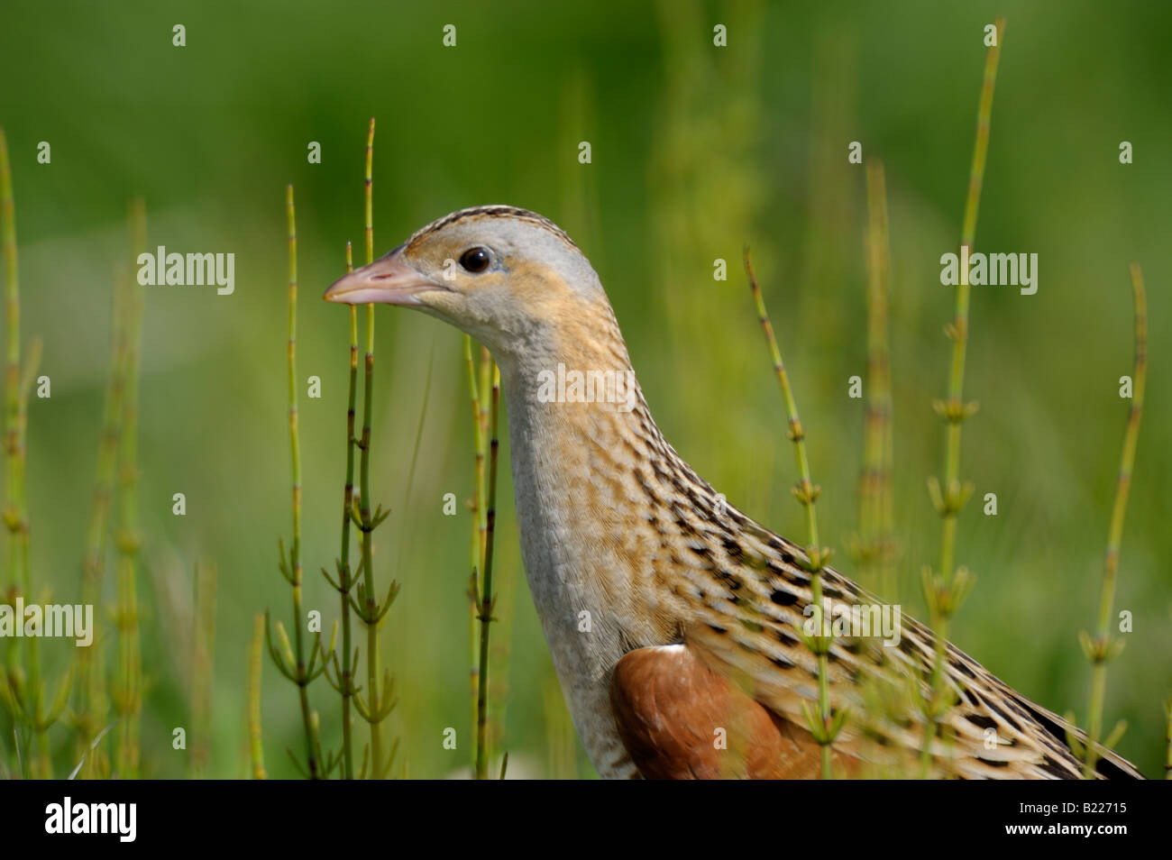 Corncrake (Crex crex) Balranald North Uist Scotland Stock Photo - Alamy