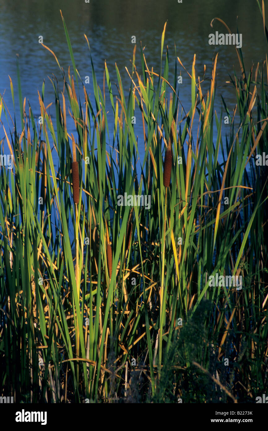 Reeds and Pond near Mt Aukum El Dorado County California Stock Photo ...