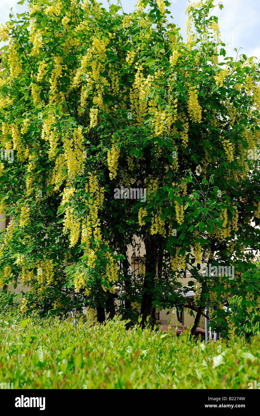 Cytisus laburnum hi-res stock photography and images - Alamy