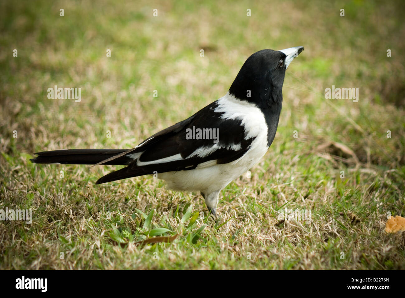 An Australian Pied Butcher Bird (craticus nigrogularis Stock Photo - Alamy