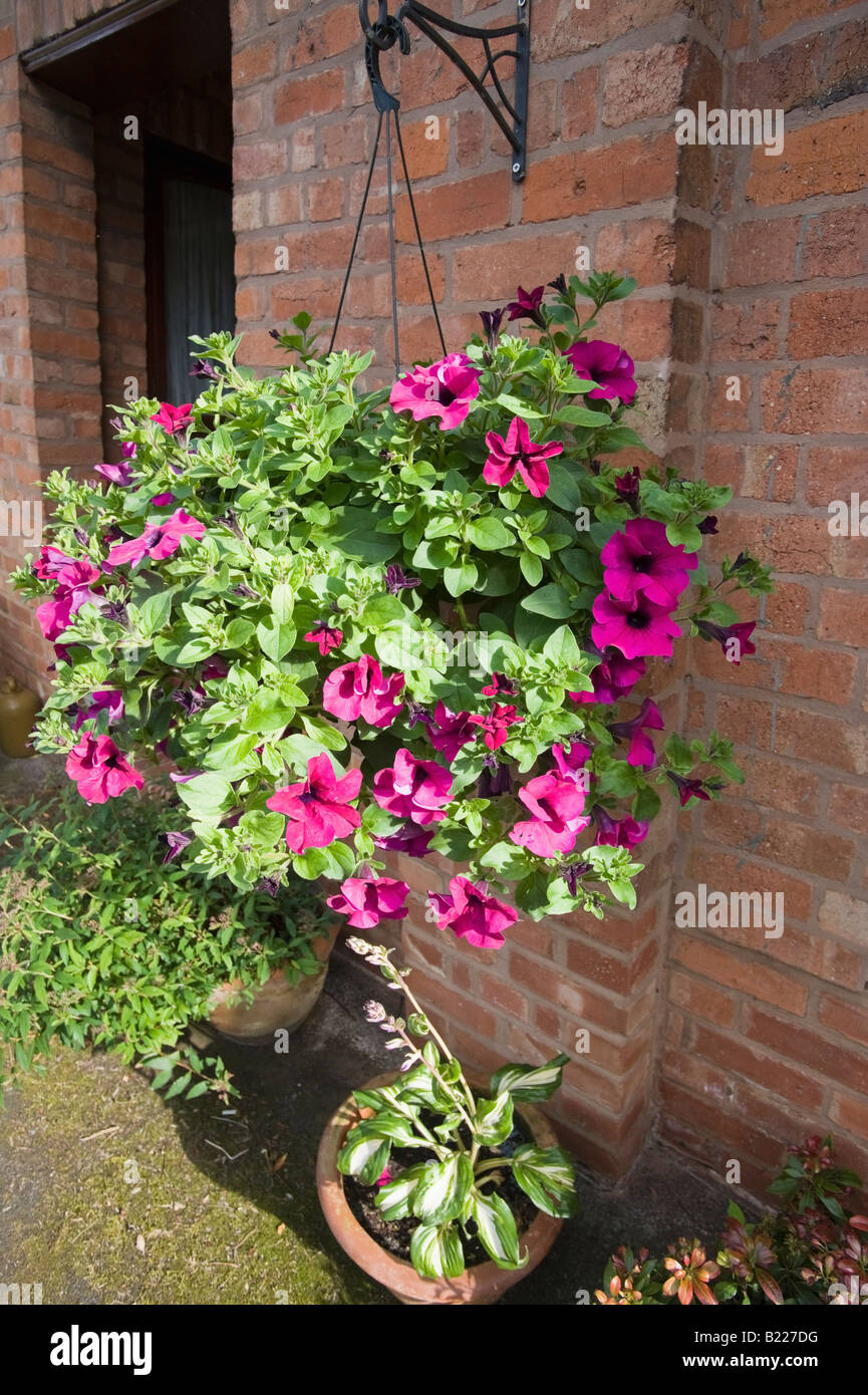 a hanging basket hung from a wall in a cottage garden Stock Photo - Alamy