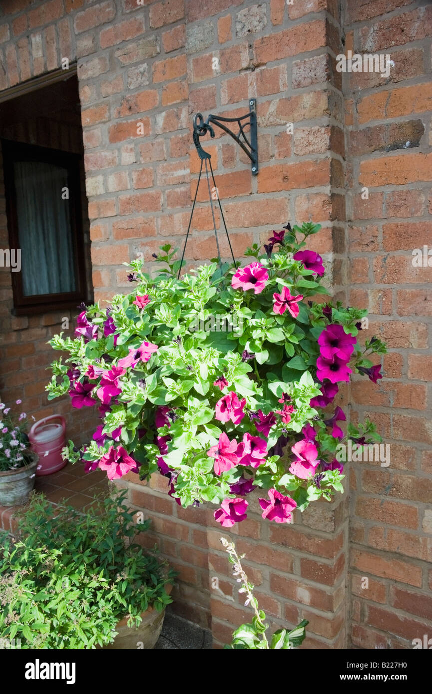 a hanging basket hung from a wall in a cottage garden Stock Photo - Alamy