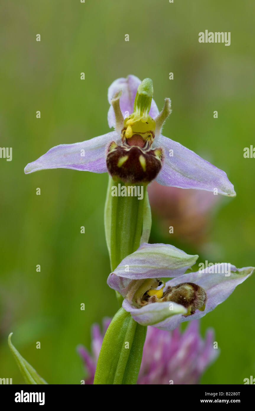 Bee orchid Ophrys apifera flower Stock Photo - Alamy