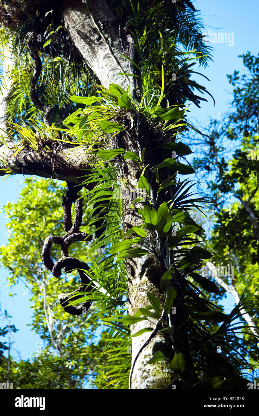 Daintree Nationalpark North Queensland Australia lowland rainforest ...